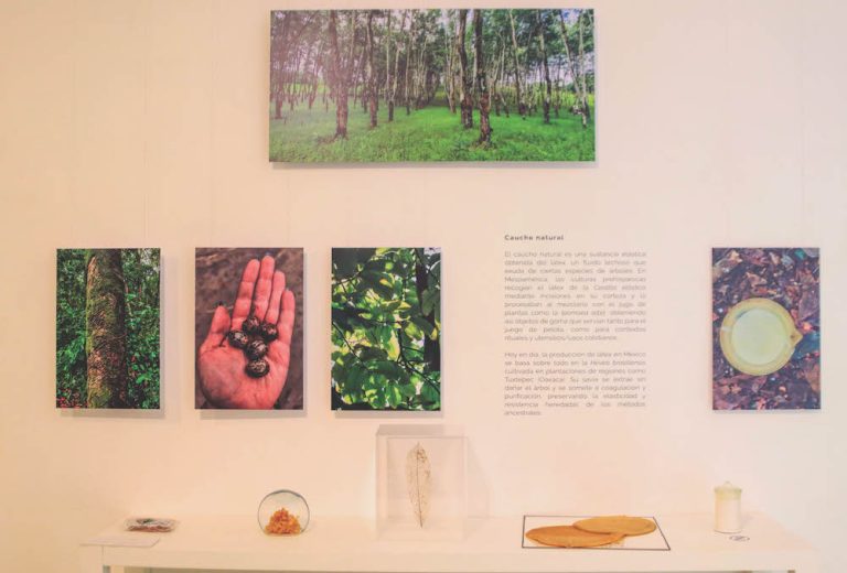 Hule natural en el MTO - Fundación Alfredo Harp Helú Oaxaca